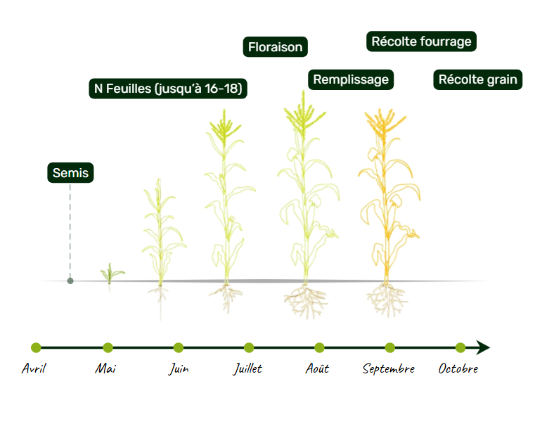 Itinéraire technique du maïs : guide complet pour agriculteurs