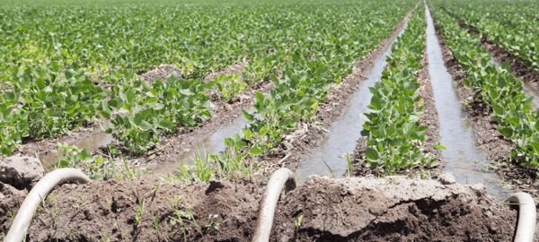 Optimisez les rendements de vos cultures grâce à l’irrigation par aspersion