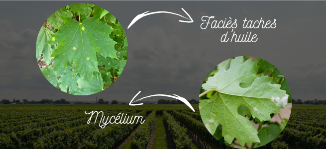 Mildiou de la vigne : comment protéger son domaine