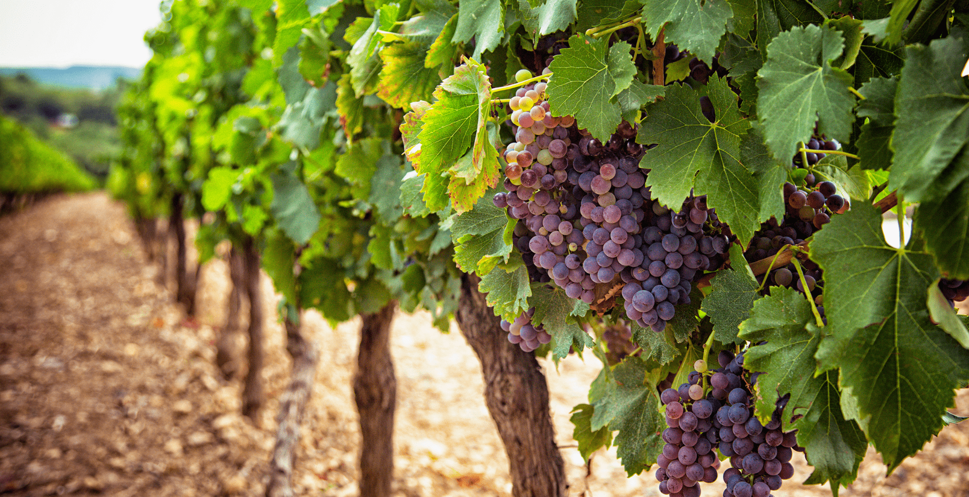 Maladies de la vigne : mildiou, oïdium… comment les identifier