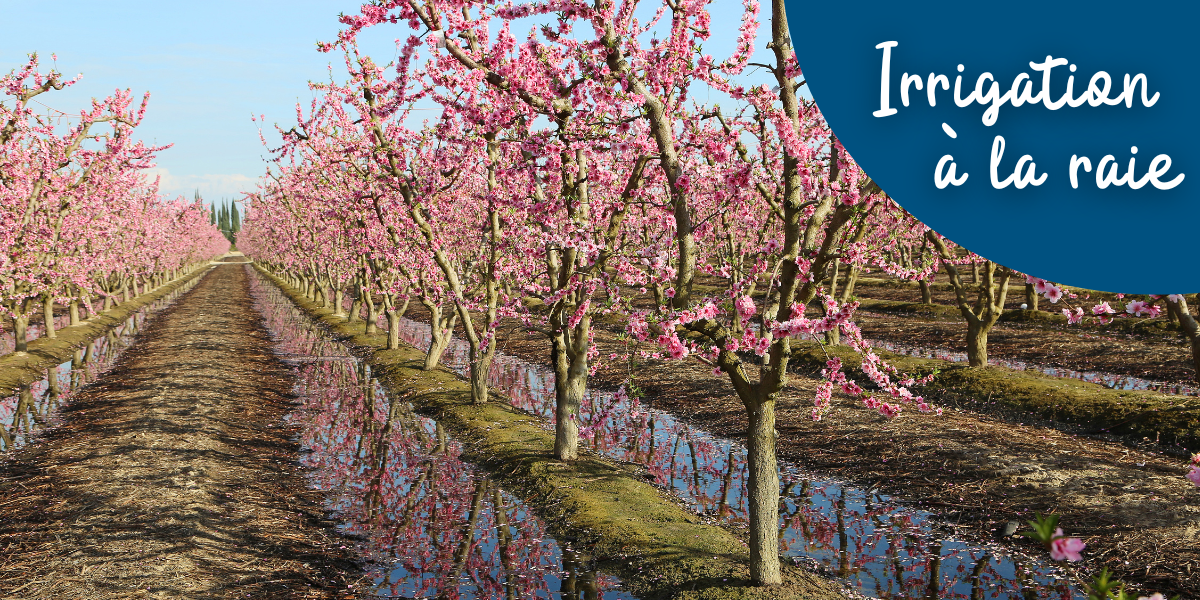 Irrigation agricole : comment choisir la bonne technique