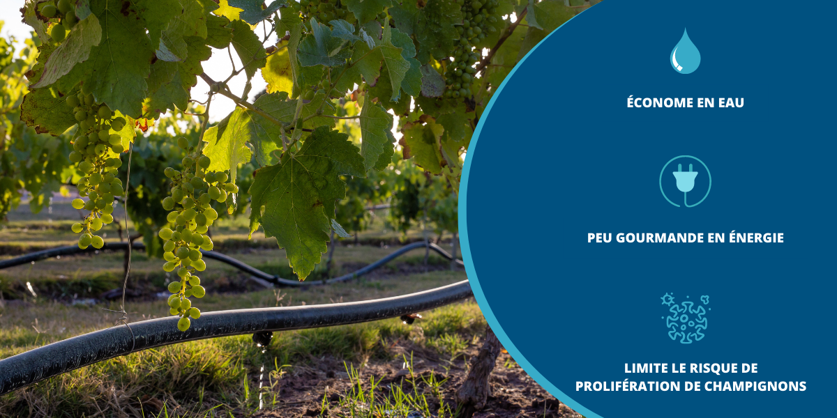 Irrigation agricole : comment choisir la bonne technique