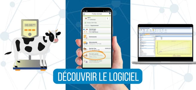 Comment calculer et améliorer le GMQ de mes bovins et ovins