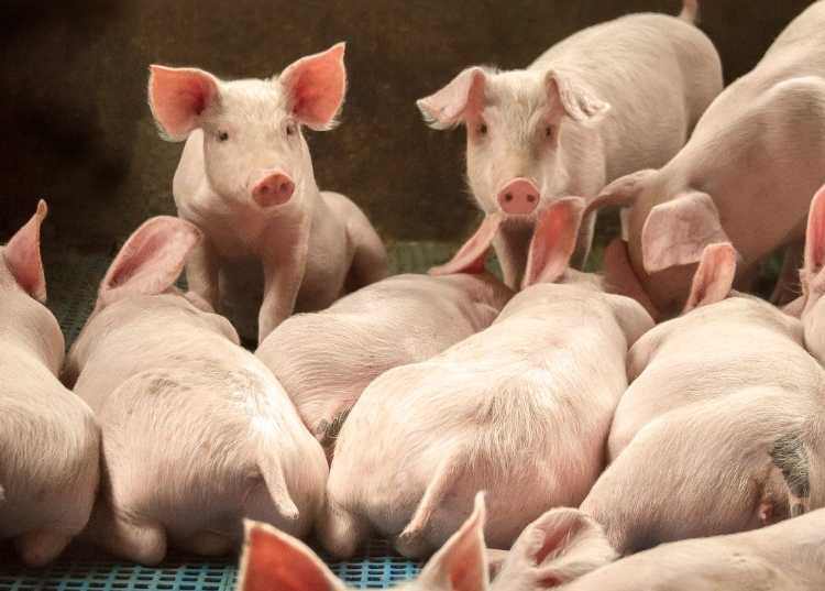 La GTTT : l'analyse de la production porcine au service de la ...