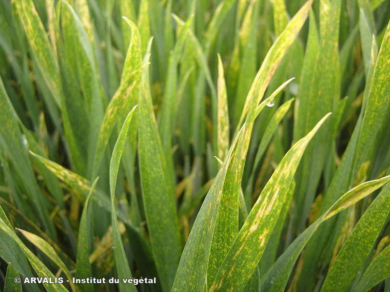 La rouille jaune du blé : symptômes, traitements et conseils