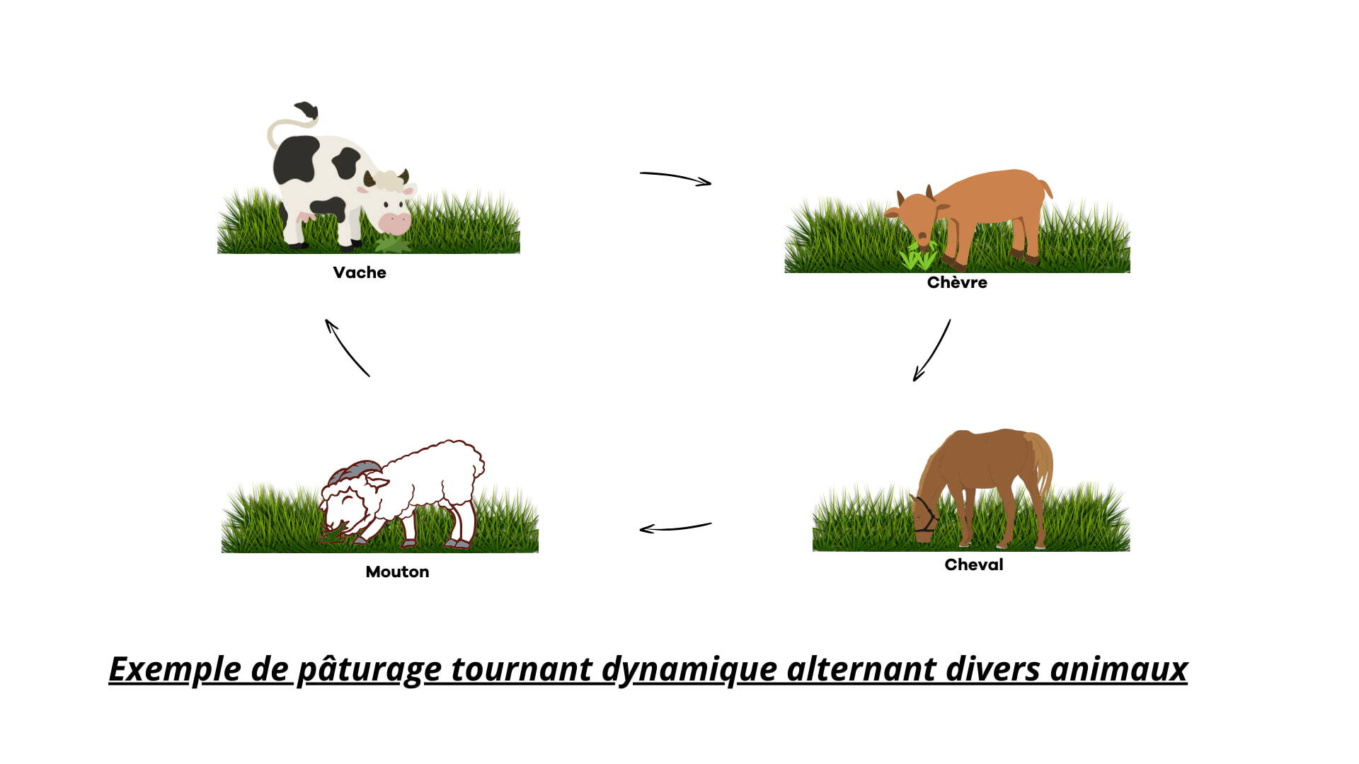 Vermifugation des bovins : quelle stratégie choisir